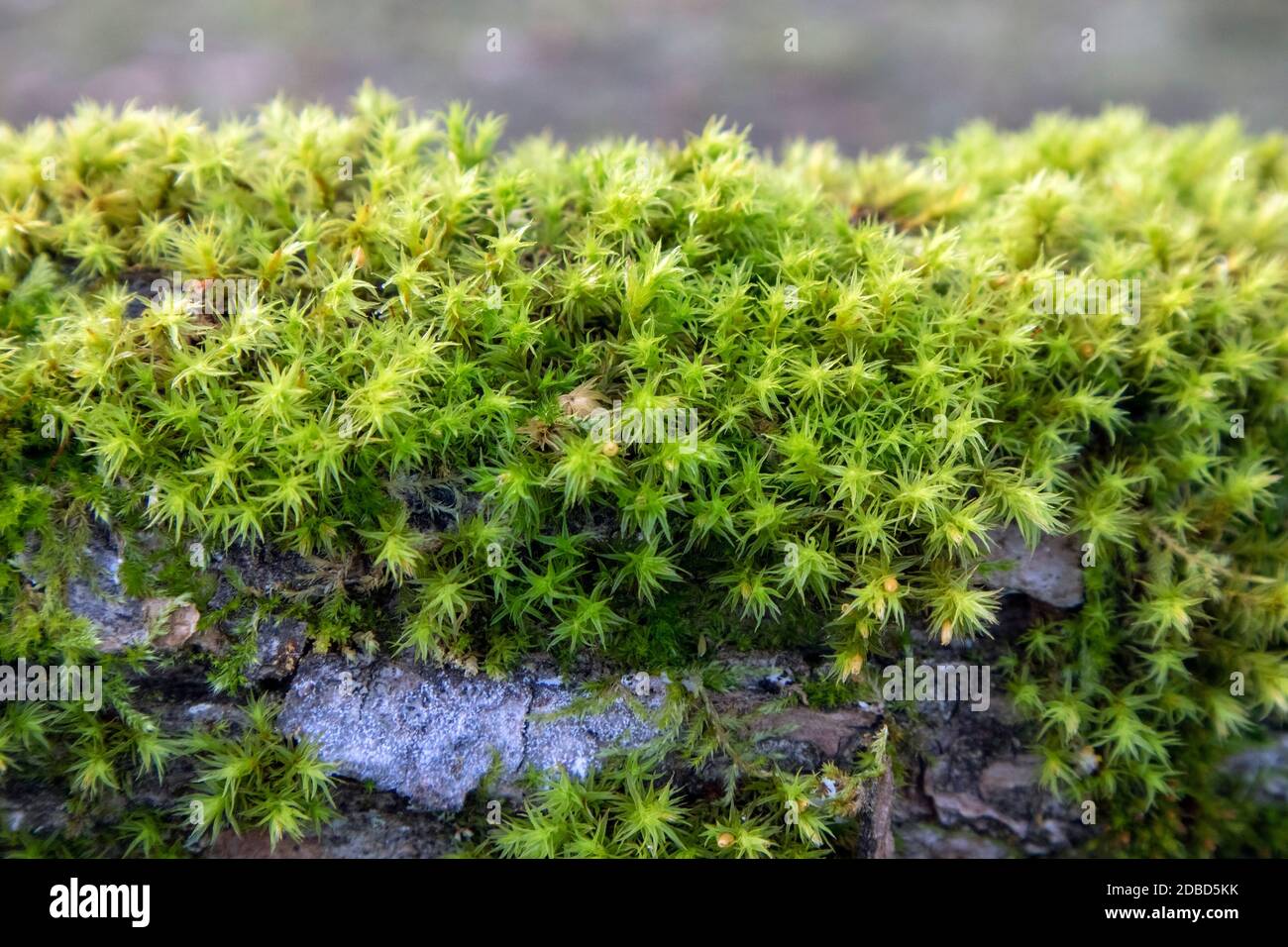 Moss growth on tree branch Stock Photo - Alamy