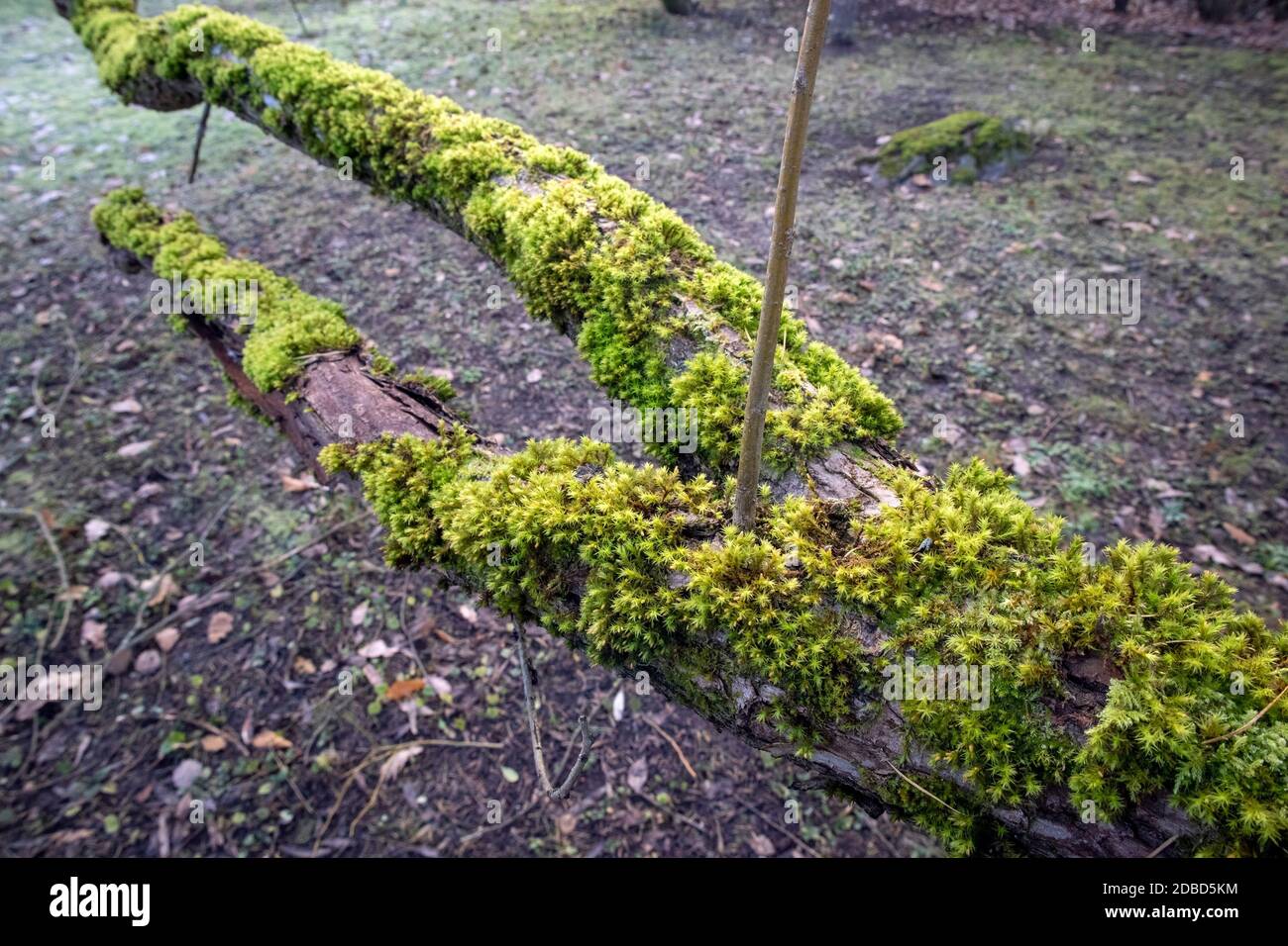 Mossy overgrown branch detail hi-res stock photography and images - Alamy