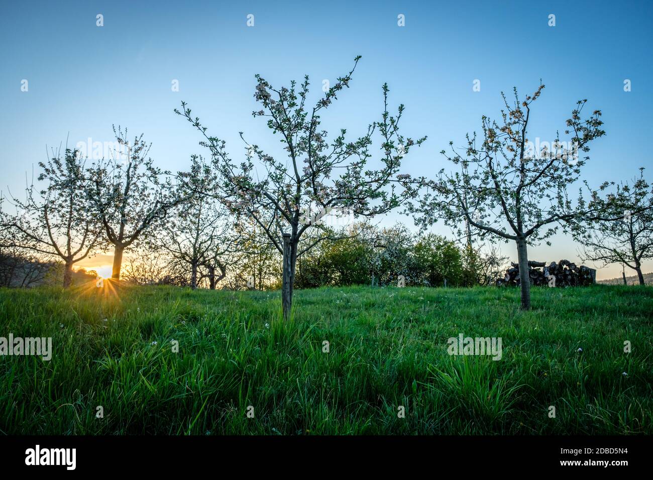 Sunrise back lit with apple trees in spring Stock Photo - Alamy