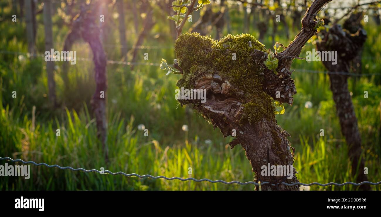 Moss in spring hi-res stock photography and images - Alamy