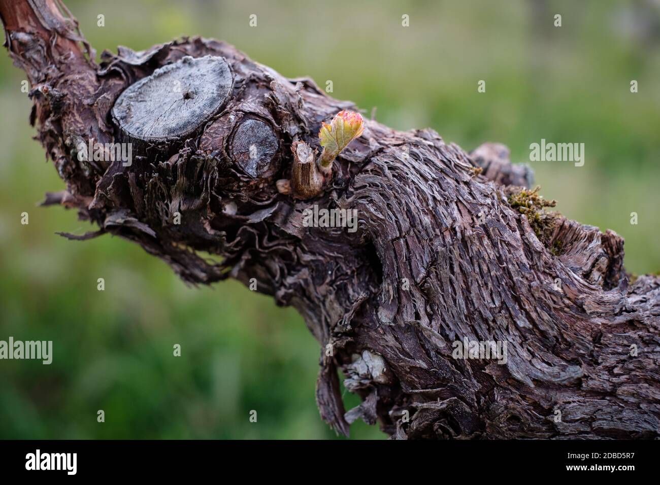 Gnarled vine hi-res stock photography and images - Alamy