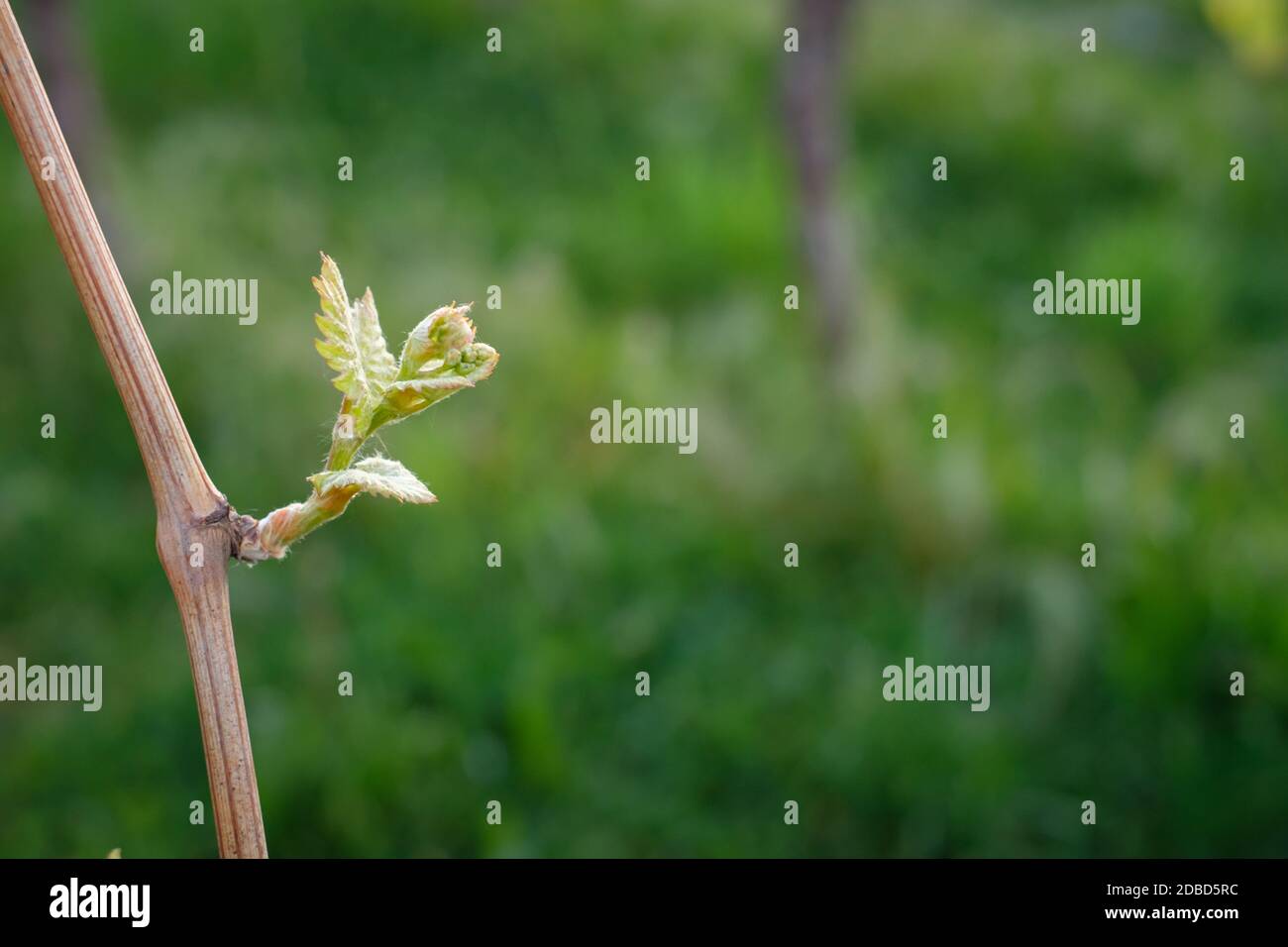 Vine twig with new bud and little leaves Stock Photo - Alamy