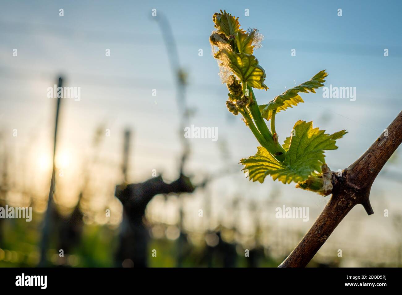 Budding at a vine twig in sunrise back lit Stock Photo - Alamy