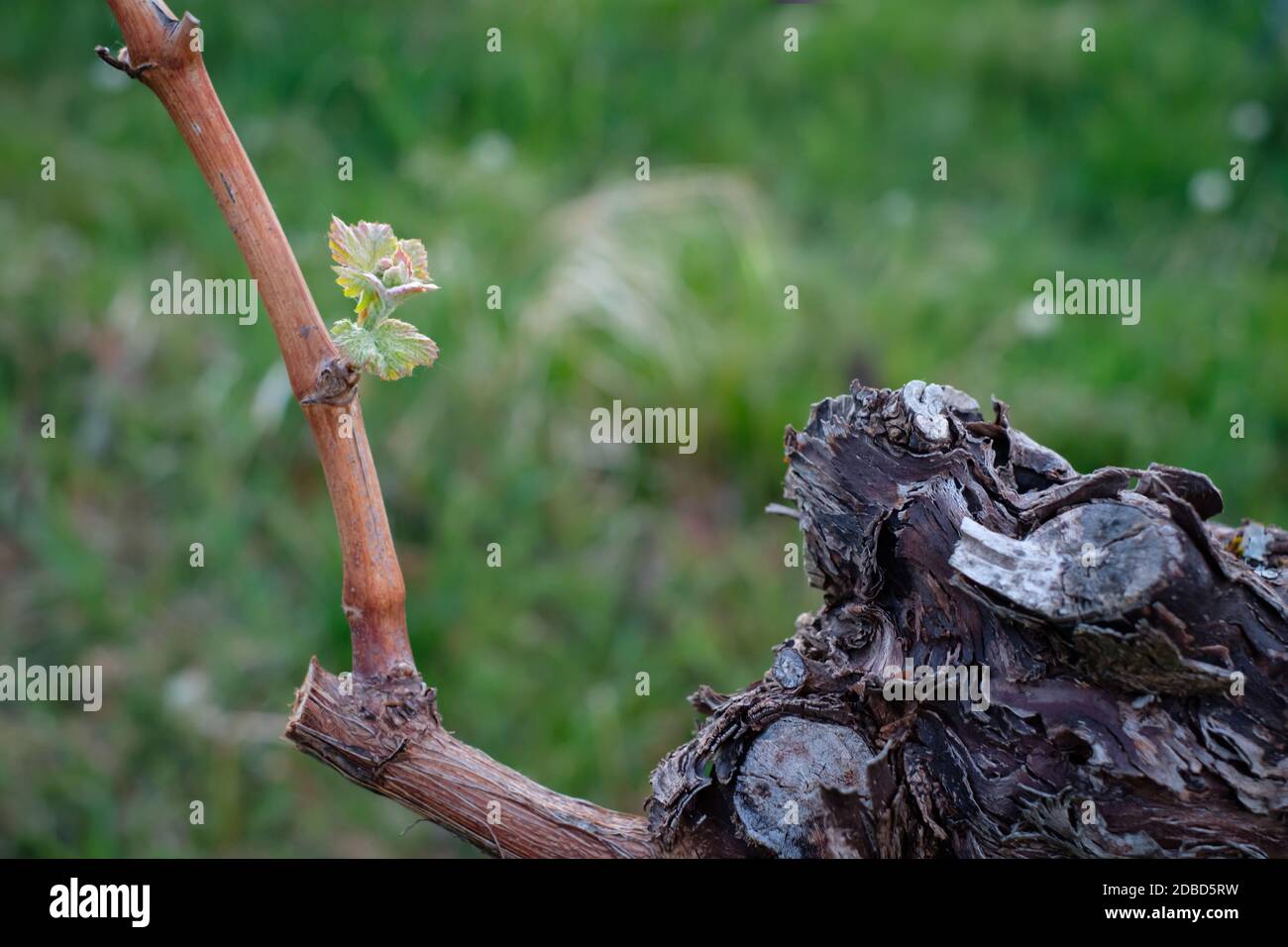 Vine twig with new budding in spring Stock Photo - Alamy