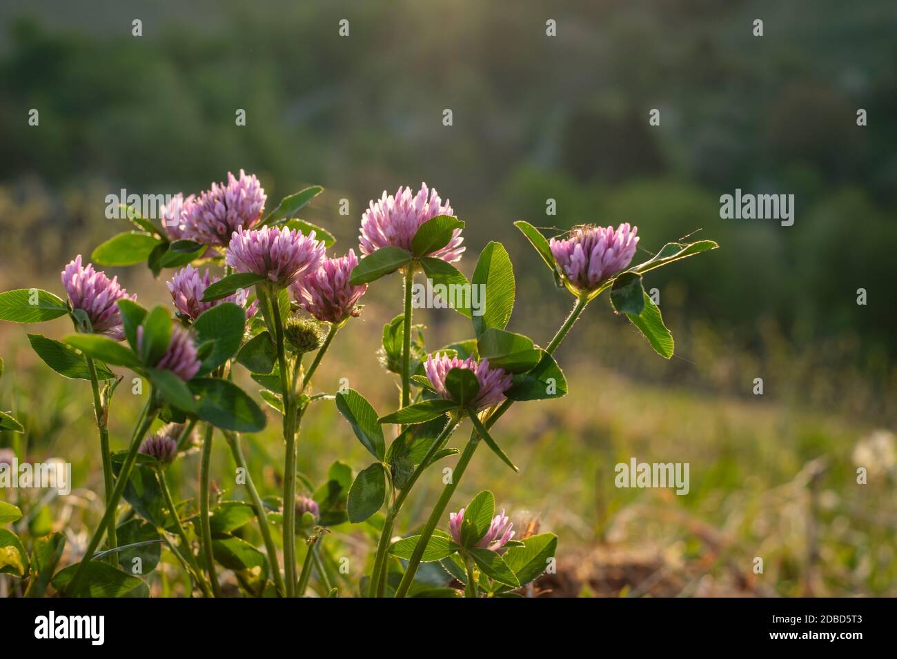 Back clover hi-res stock photography and images - Alamy