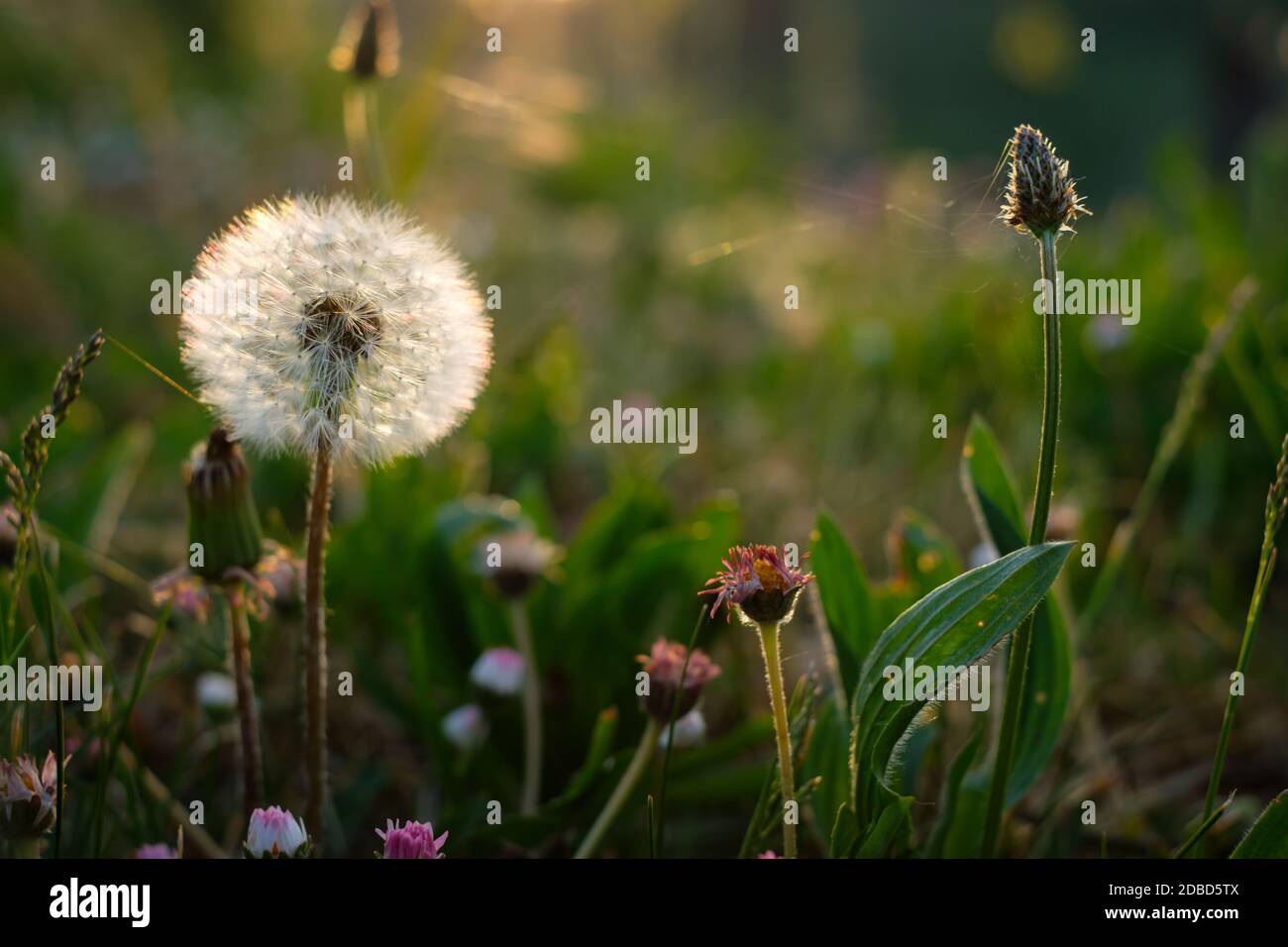 Macro fllower hi-res stock photography and images - Alamy
