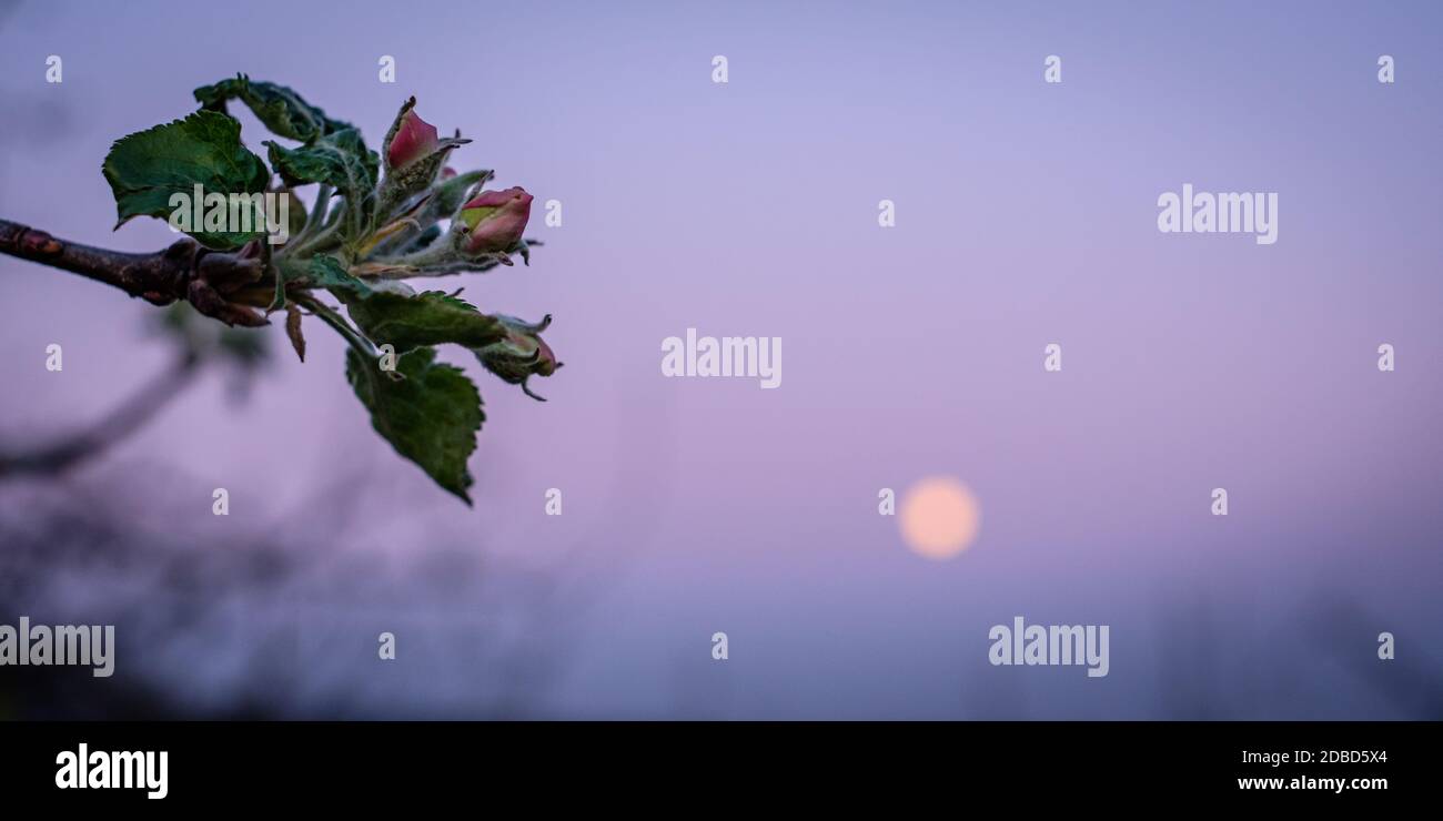 Apple tree branch with leaves and buds in moonlight dawn Stock Photo ...