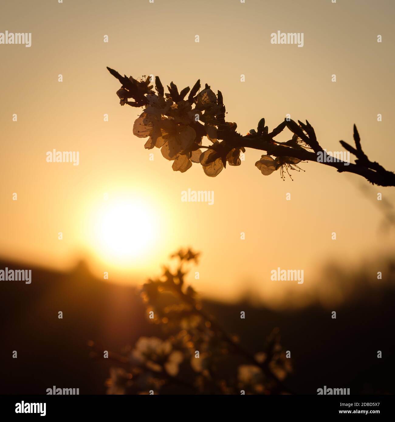 Fruit tree branch with flowers in back lit close-up Stock Photo - Alamy