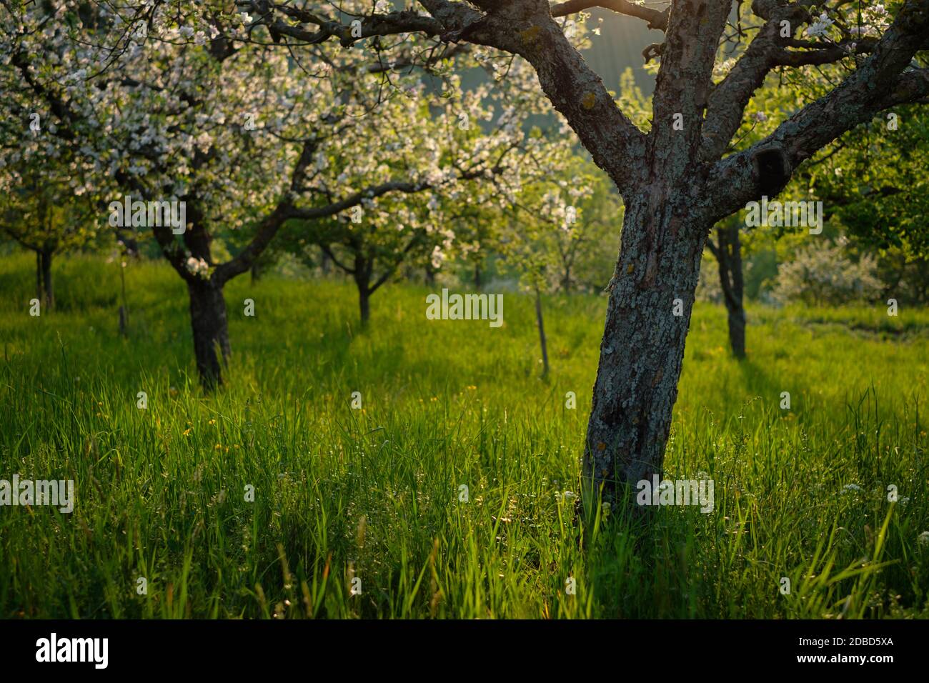 Orchard with fruit trees in fwhite lower Stock Photo - Alamy