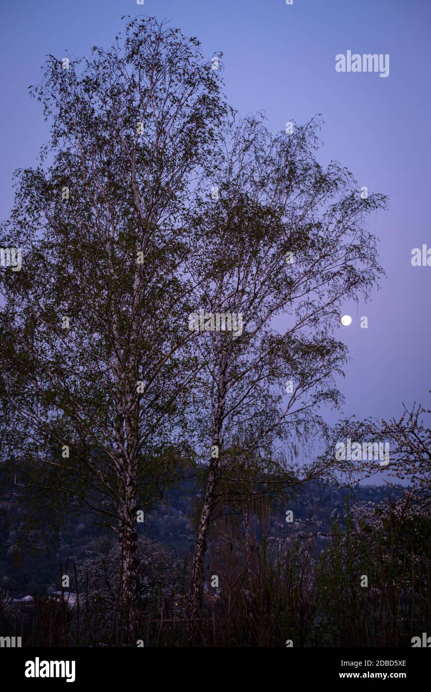 Moon birch hi-res stock photography and images - Alamy