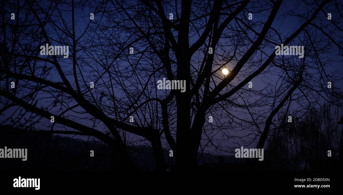 Moon between tree branches in night moonlight Stock Photo - Alamy