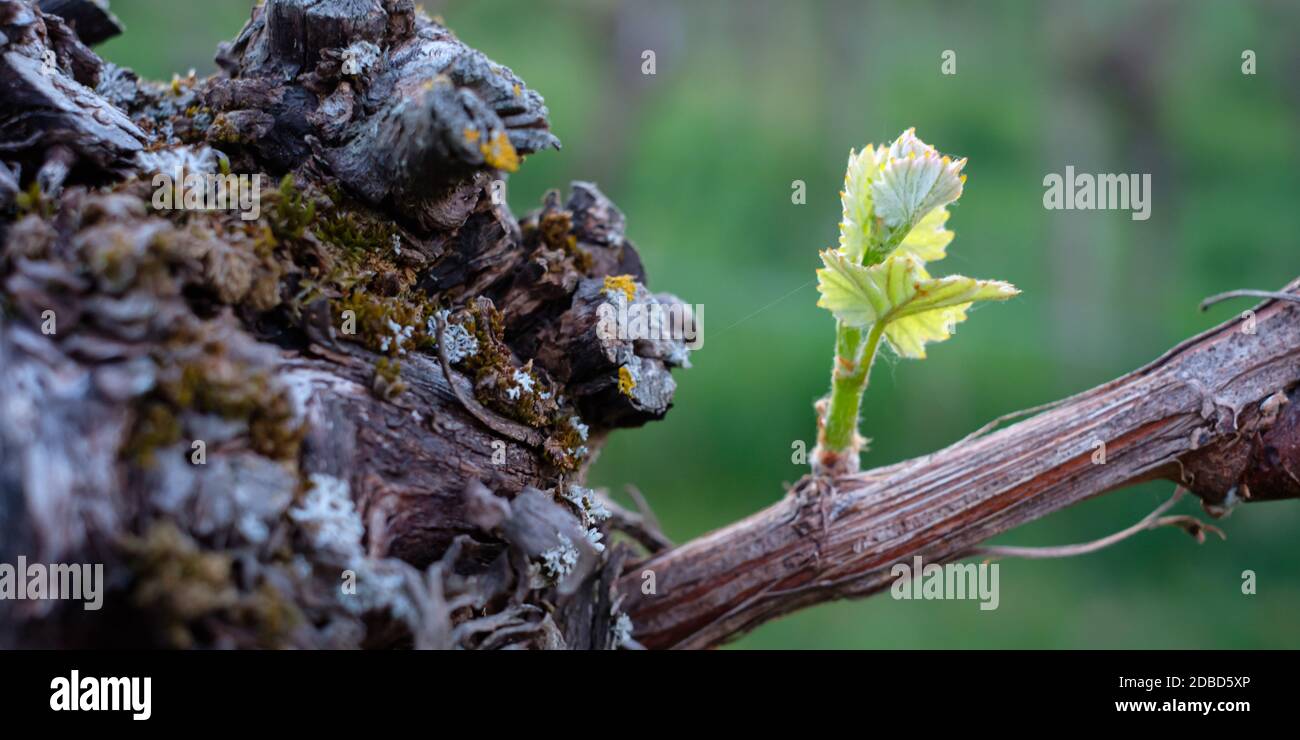 Gnarled vine hi-res stock photography and images - Alamy