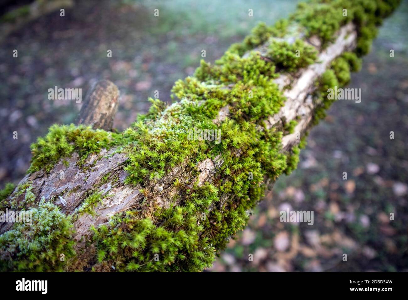 Mossy overgrown branch detail hi-res stock photography and images - Alamy