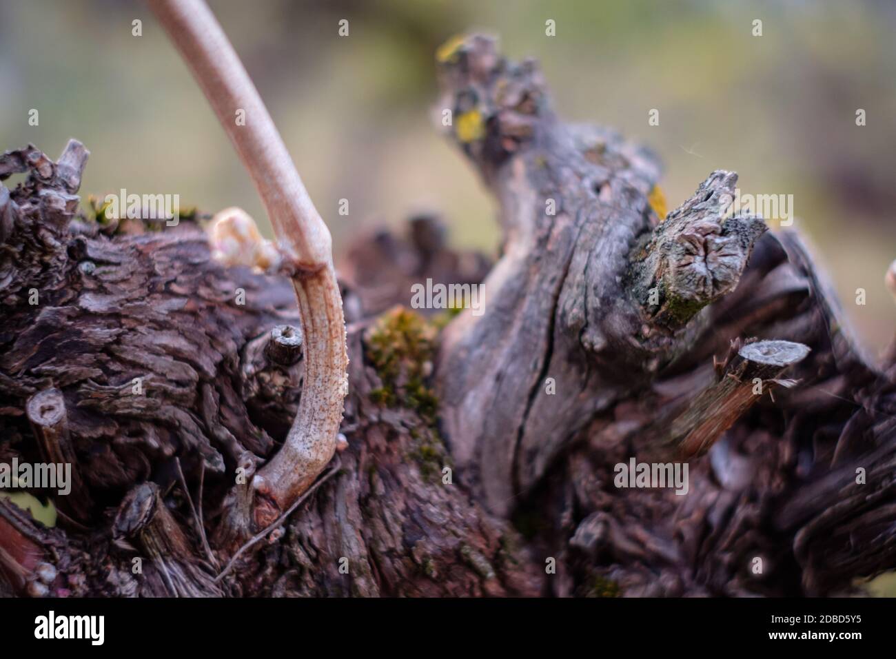 Gnarled vine hi-res stock photography and images - Alamy