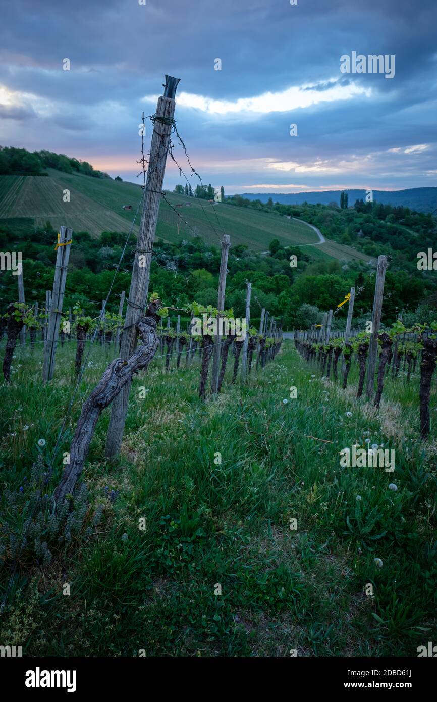 Vine in vineyard with clouds in the sky vertical format Stock Photo - Alamy