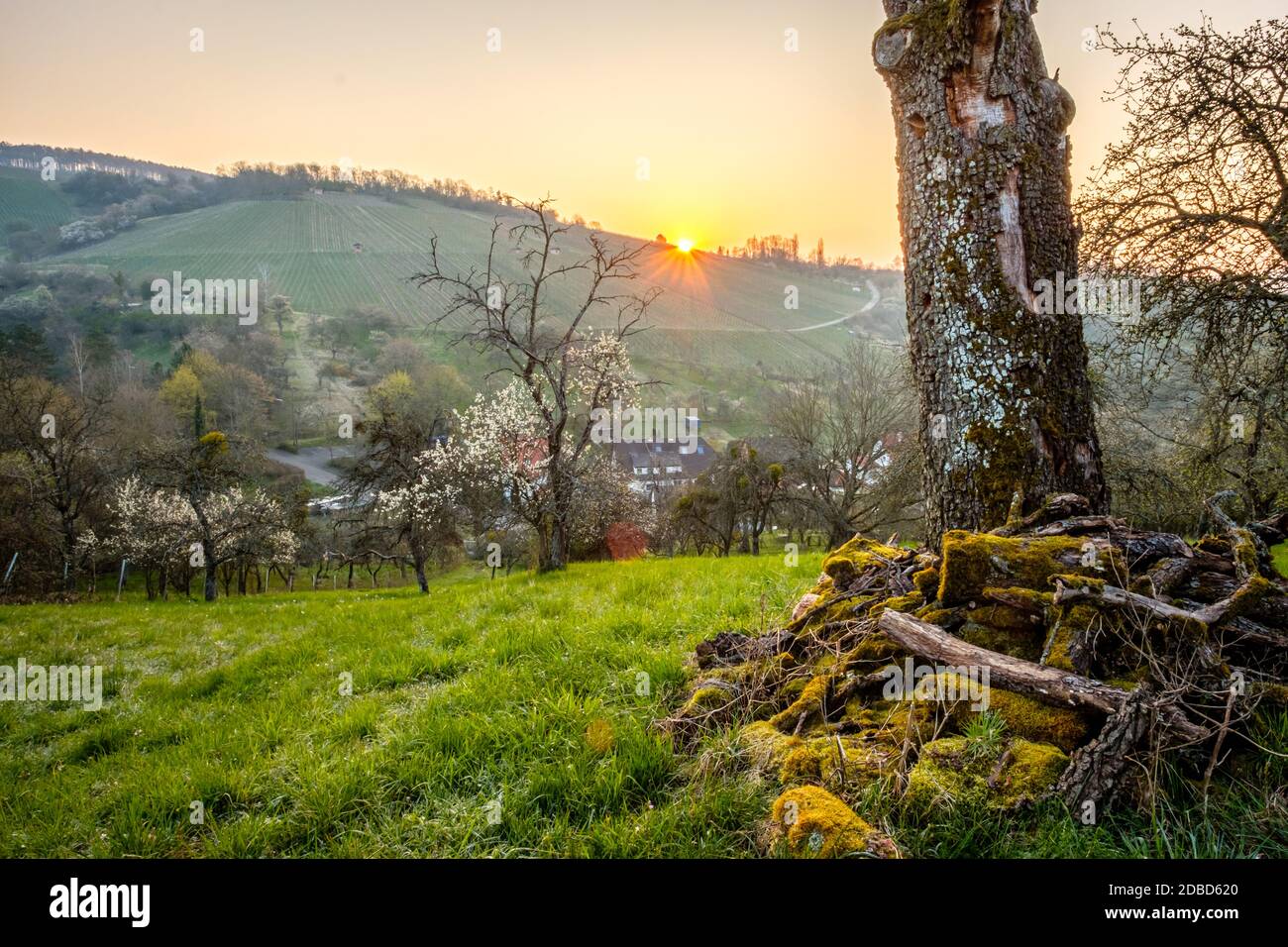 Dead fruit tree hi-res stock photography and images - Alamy