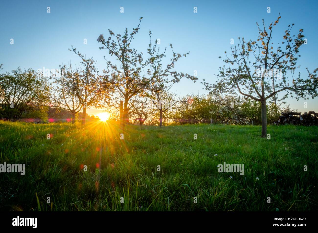 Backlight sun flares fruit hi-res stock photography and images - Alamy