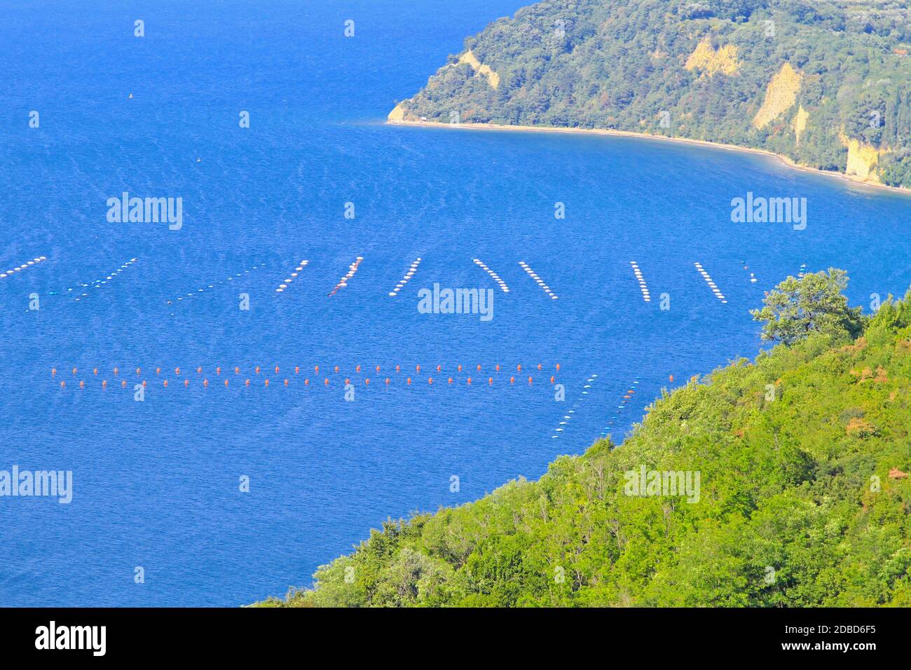 Shells adriatic sea hi-res stock photography and images - Alamy