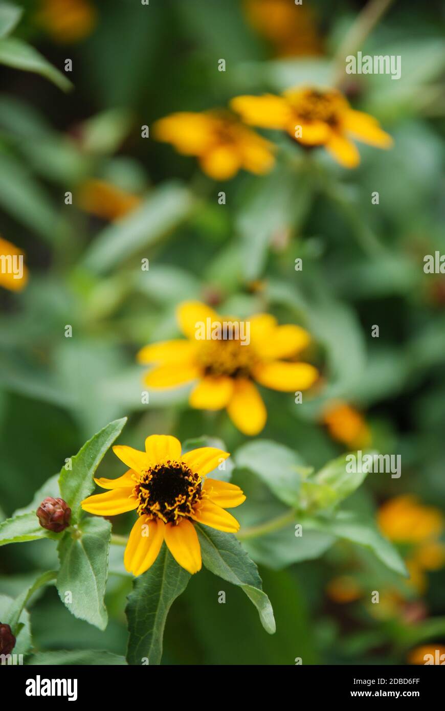 Mini Zinnia growing in a pot with a shallow focus, dwarf zinnia flowers ...
