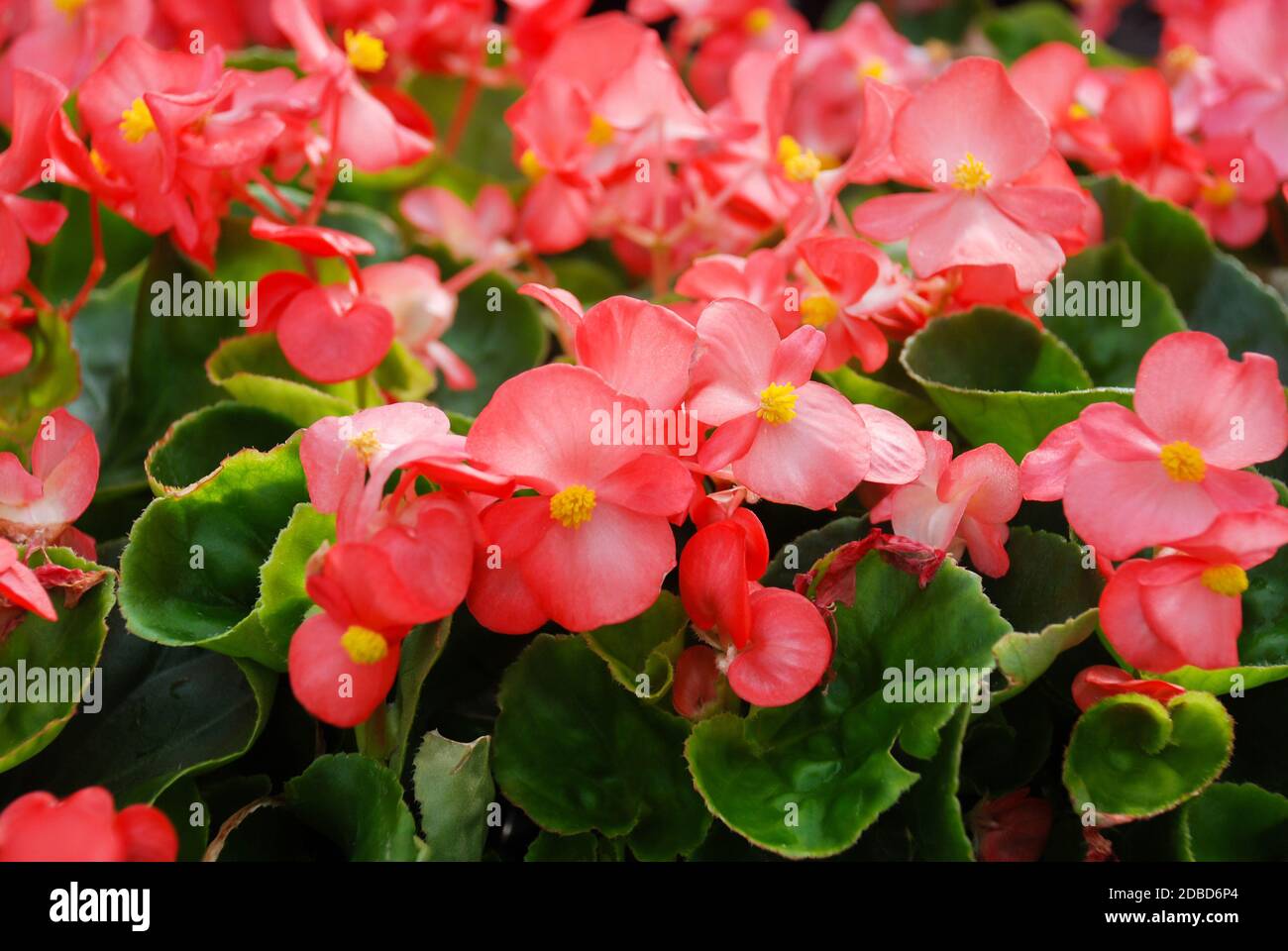 Red Begonias,semperflorens begonias,in the garden, potted begonia Stock Photo - Alamy