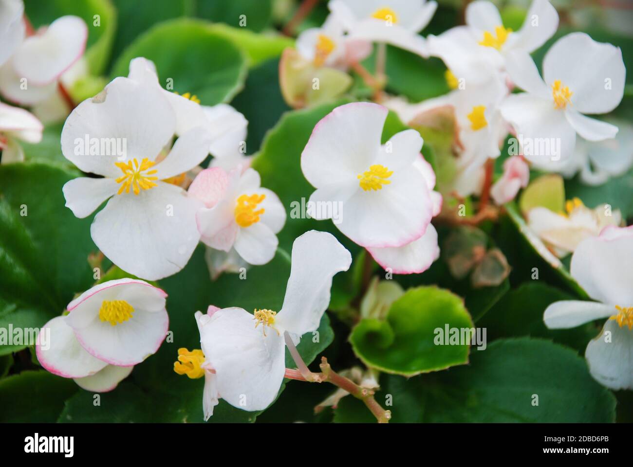 White Begonias,semperflorens begonias in the garden, potted begonia ...