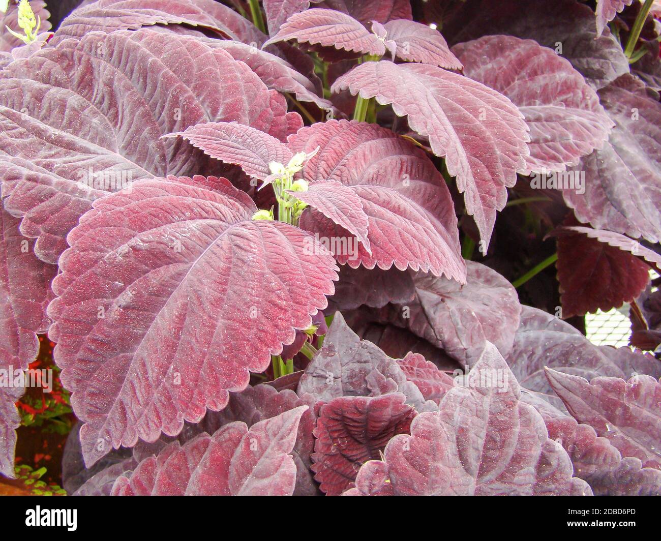 Purple leaves of the coleus plant, Plectranthus scutellarioides Stock ...