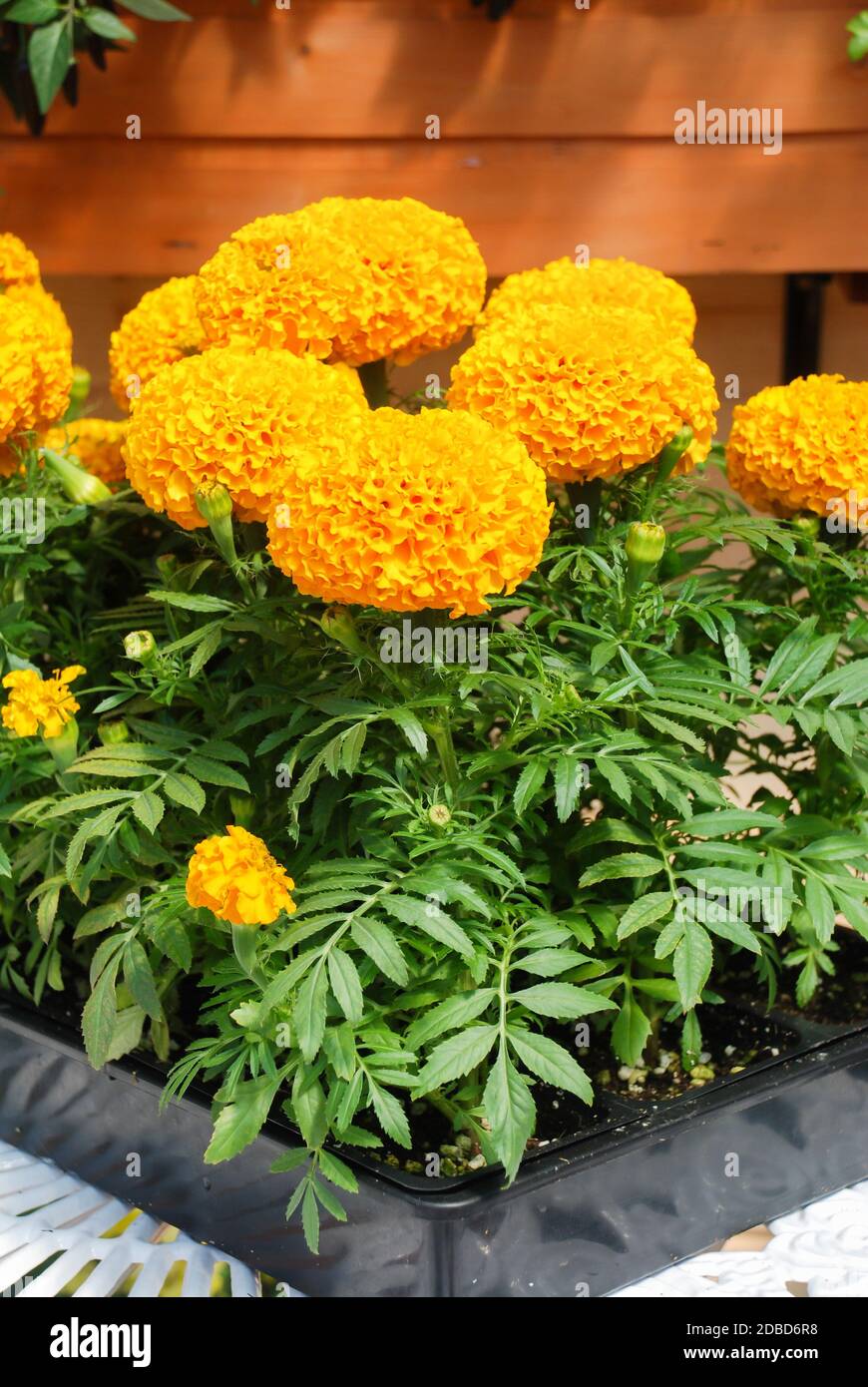 Marigolds Orange Color (Tagetes erecta, Mexican marigold, Aztec ...