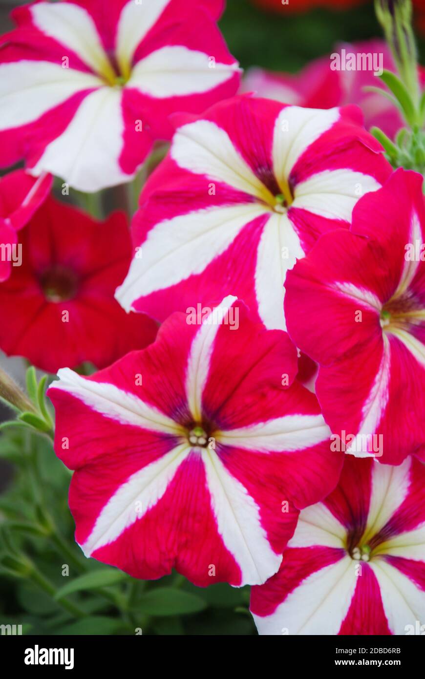 Petunia rose star hi-res stock photography and images - Alamy