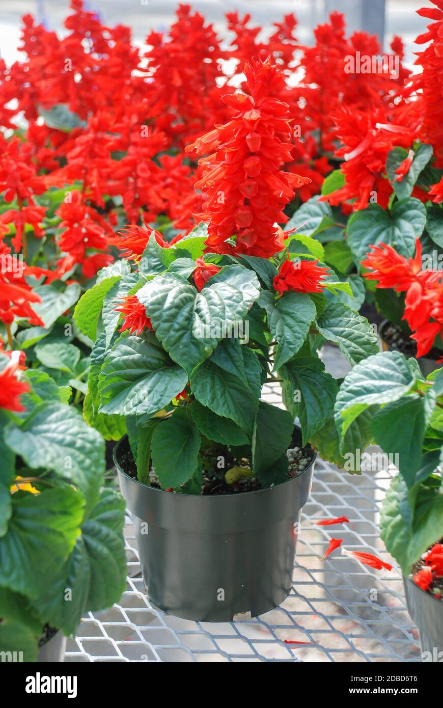 Red Salvia Splendens, Red flower plants in the black potted Stock Photo ...