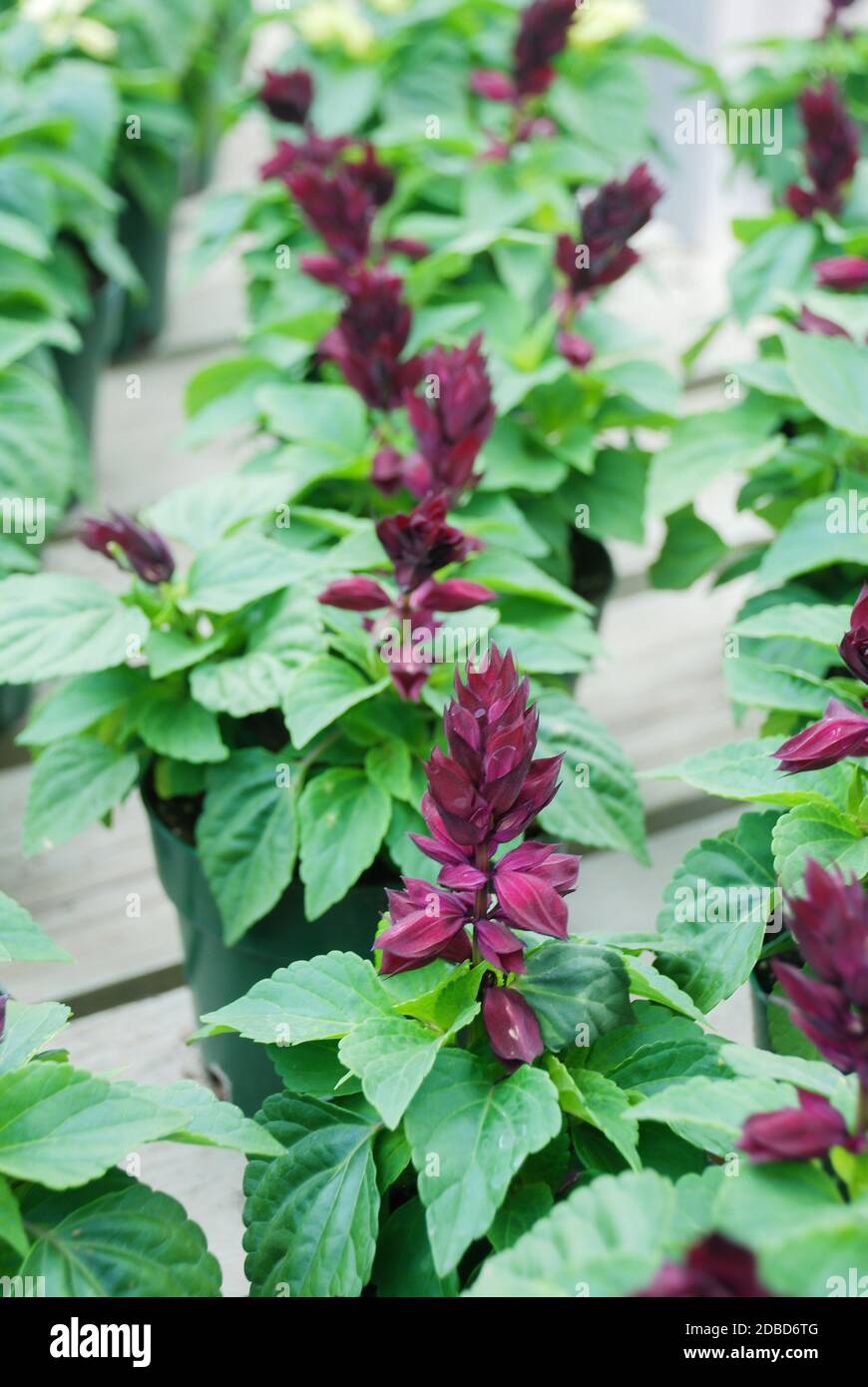 Purple Salvia Splendens, Purple flower pot plants in the black tray ...