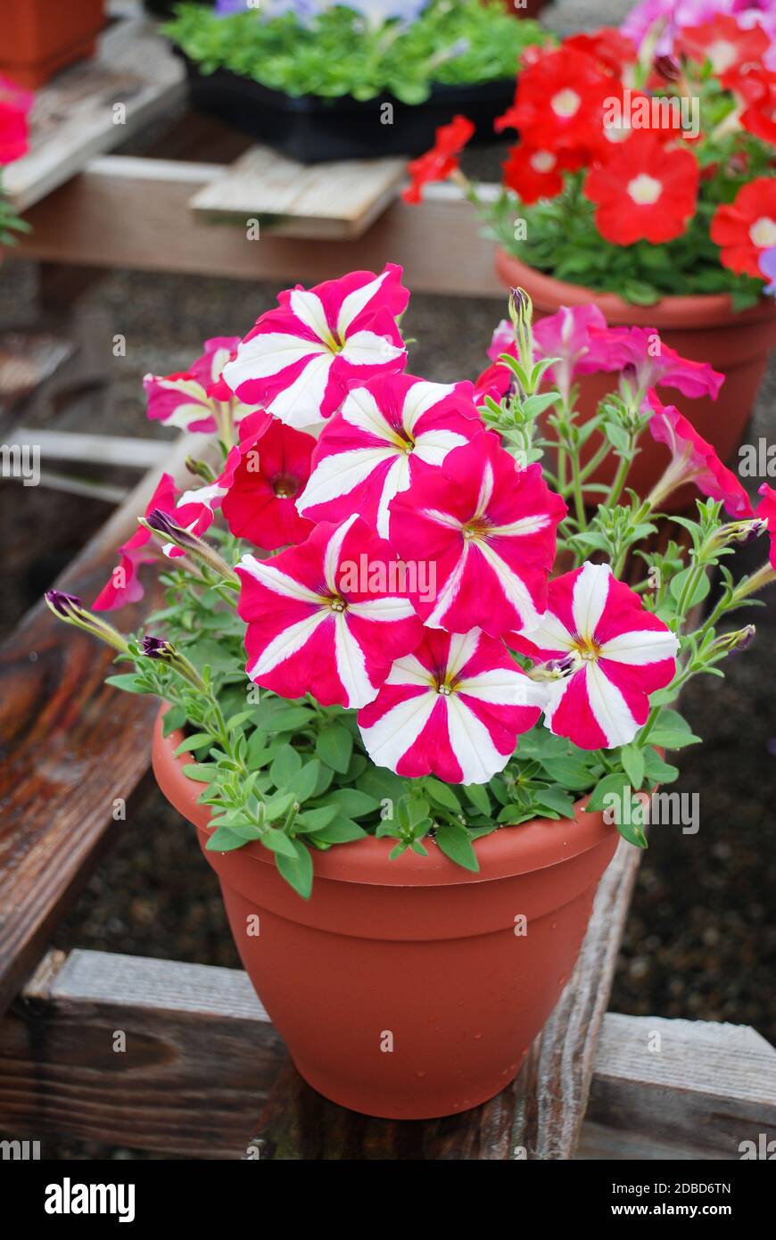 Petunia ,Petunias in the tray,Petunia in the pot, Rose star petunia ...