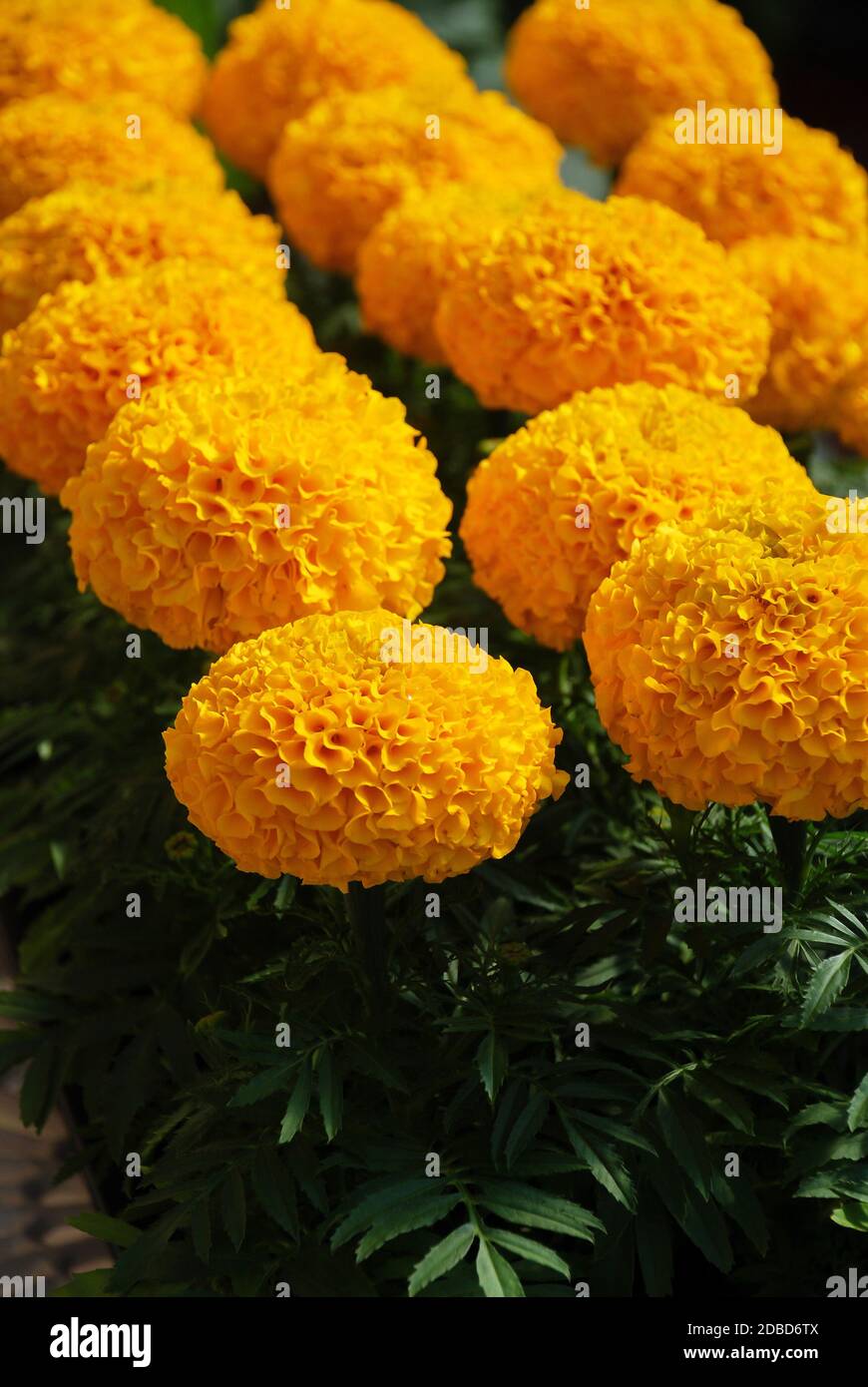Marigolds Gold Color (Tagetes erecta, Mexican marigold, Aztec marigold ...
