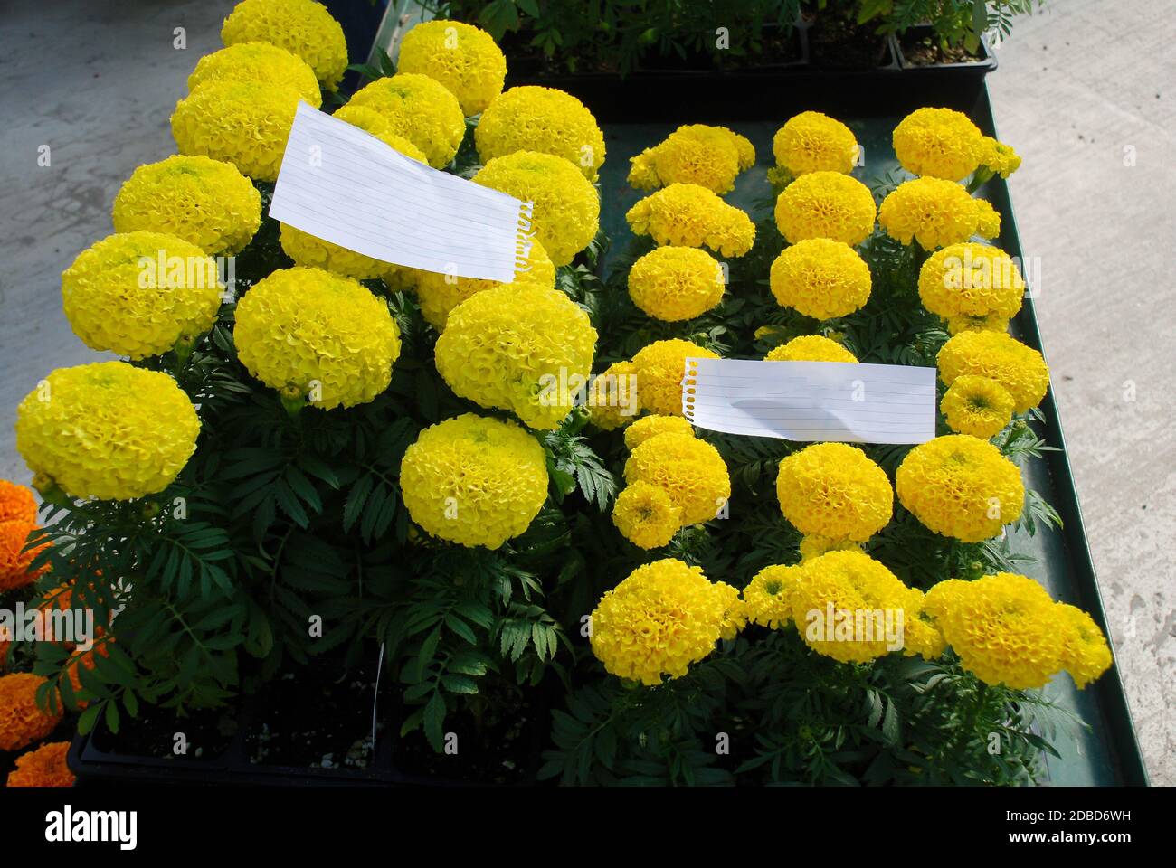 Marigolds Yellow Color (Tagetes erecta, Mexican marigold, Aztec ...