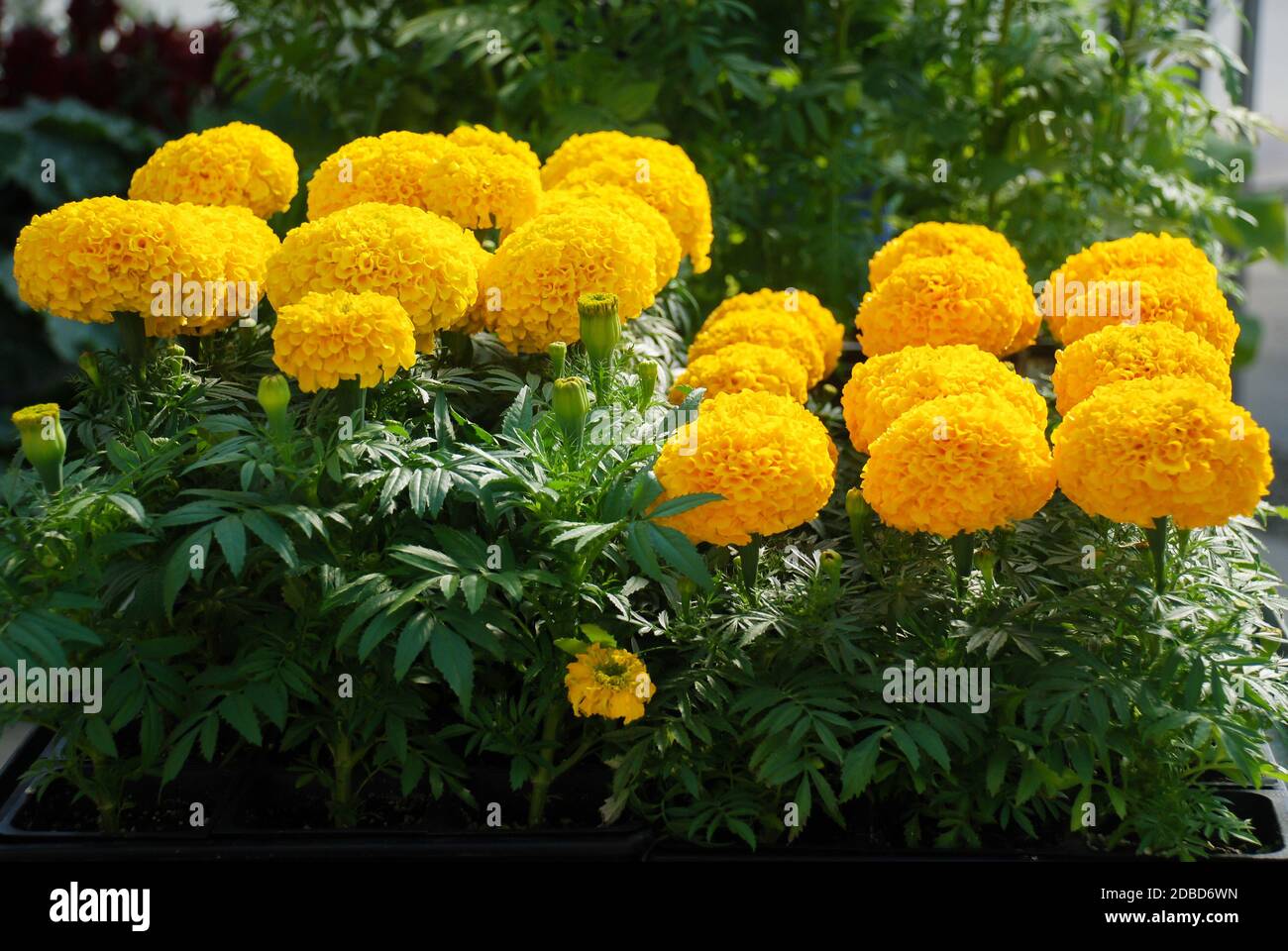 Marigolds Gold Color (Tagetes erecta, Mexican marigold, Aztec marigold ...