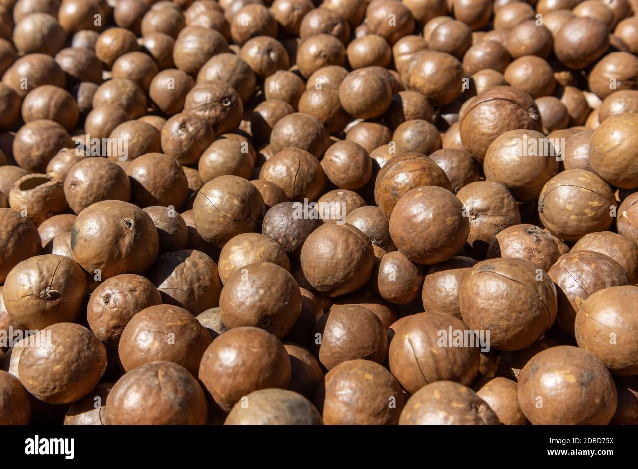fresh macadamia nuts drying in the sun Stock Photo - Alamy
