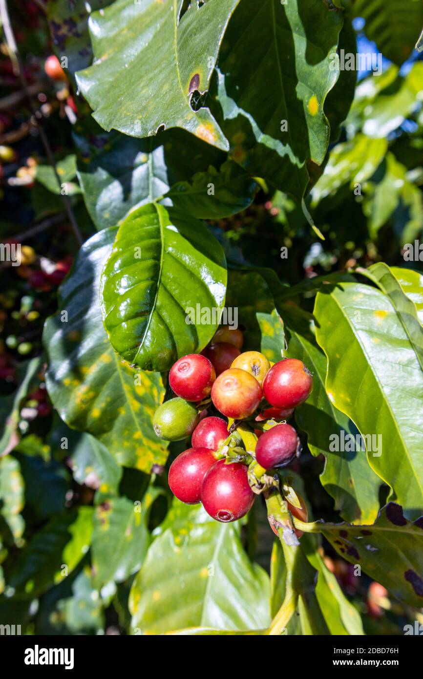 Coffee production farming hi-res stock photography and images - Alamy