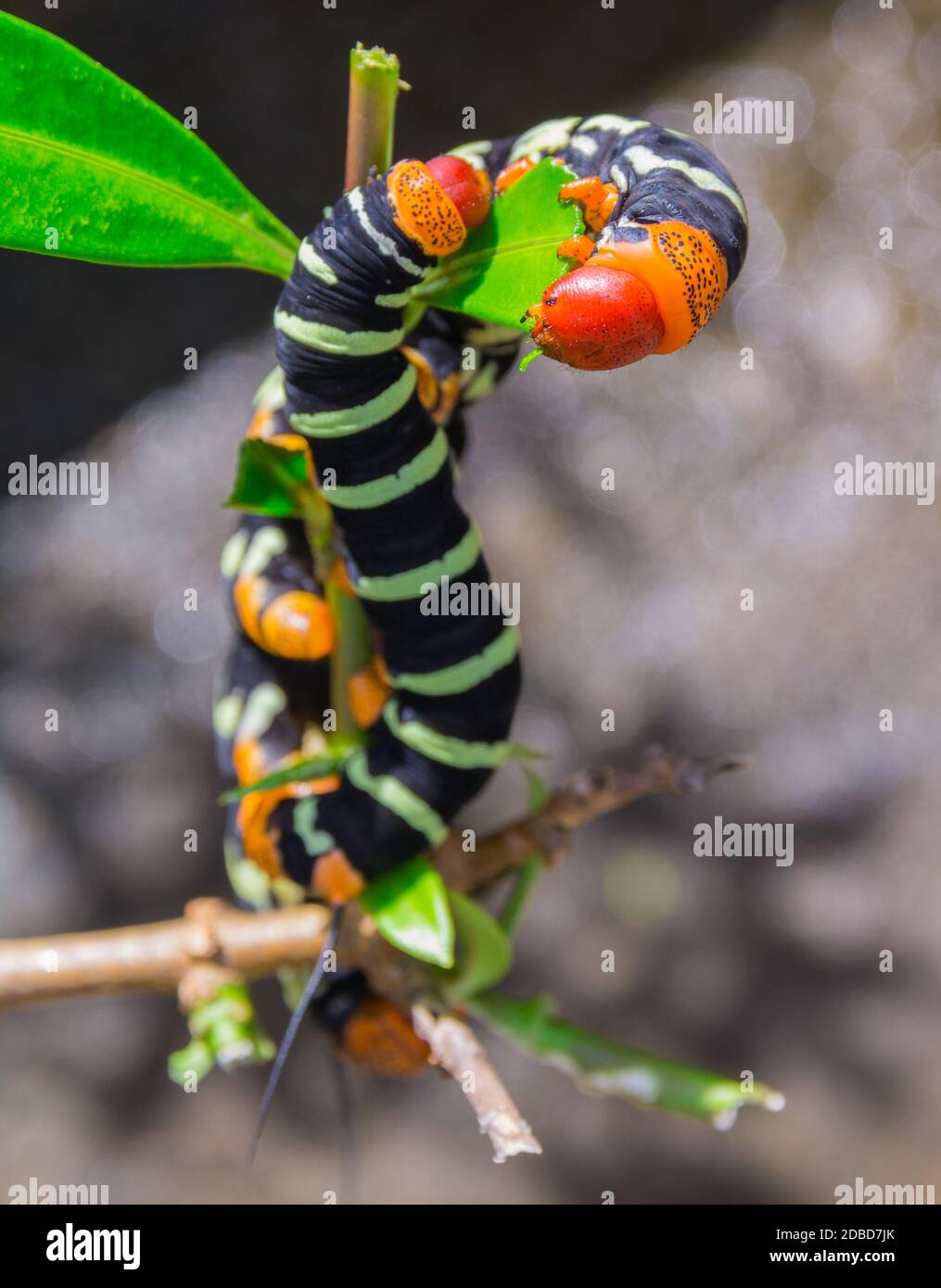 Pseudosphinx tetrio caterpillar closeup, Guadeloupe Stock Photo - Alamy