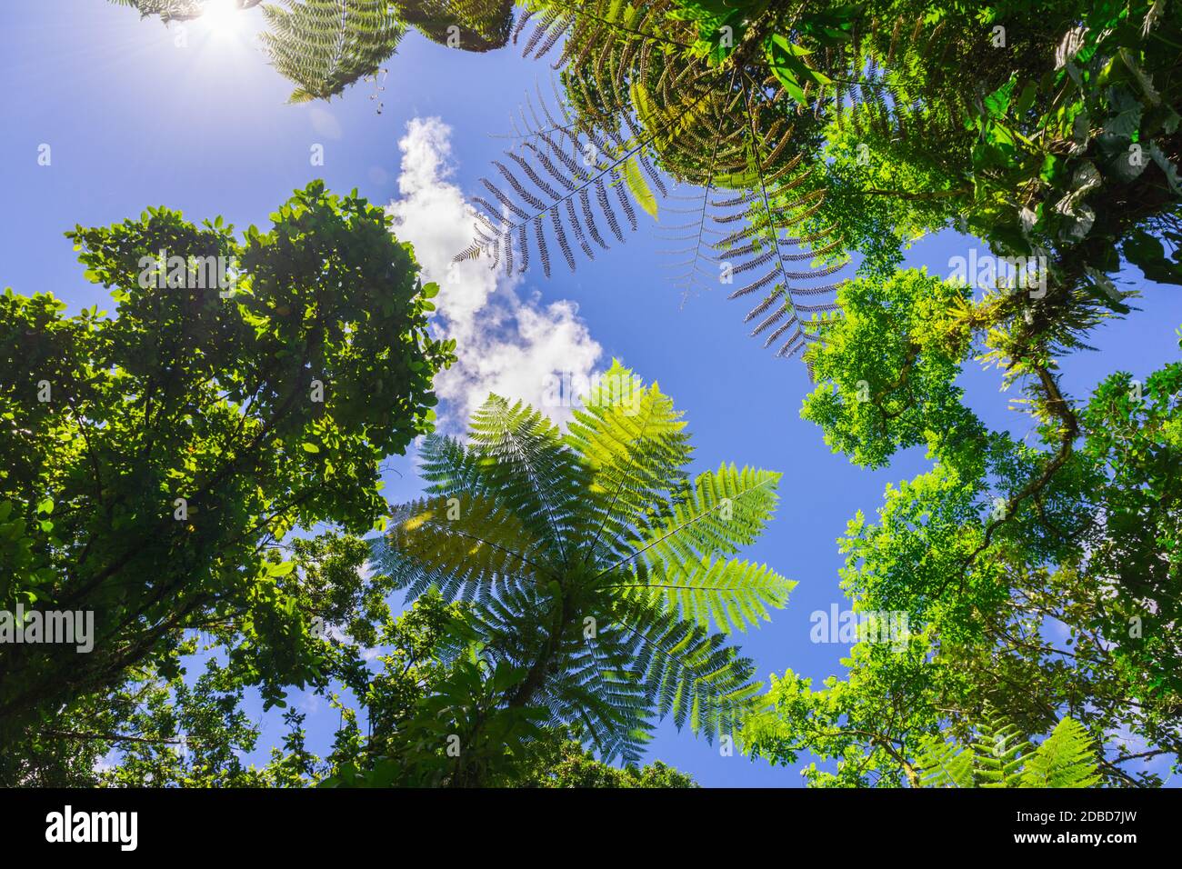 Tropical jungle leaf close up background Stock Photo - Alamy