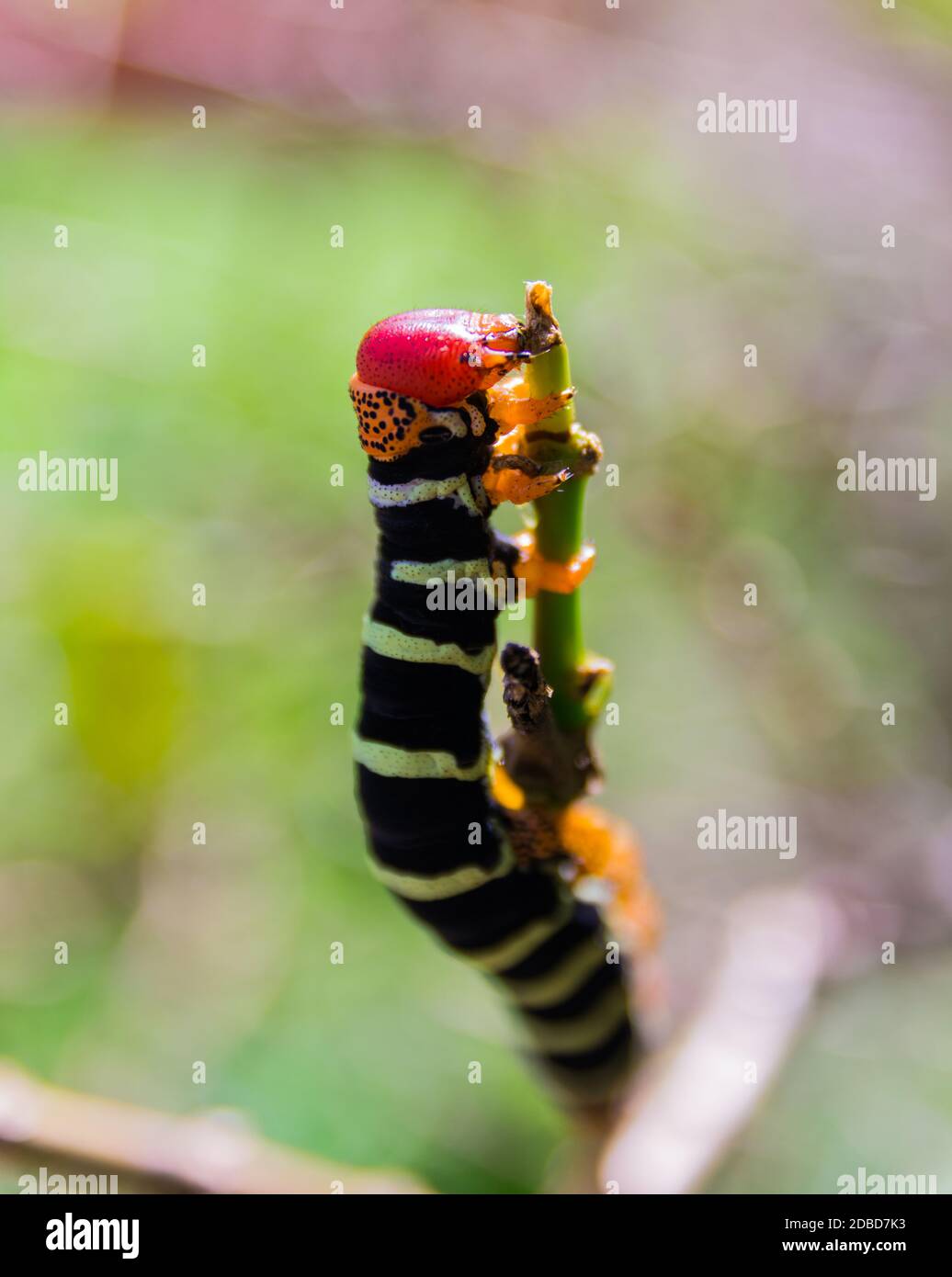 Pseudosphinx tetrio caterpillar closeup, Guadeloupe Stock Photo - Alamy