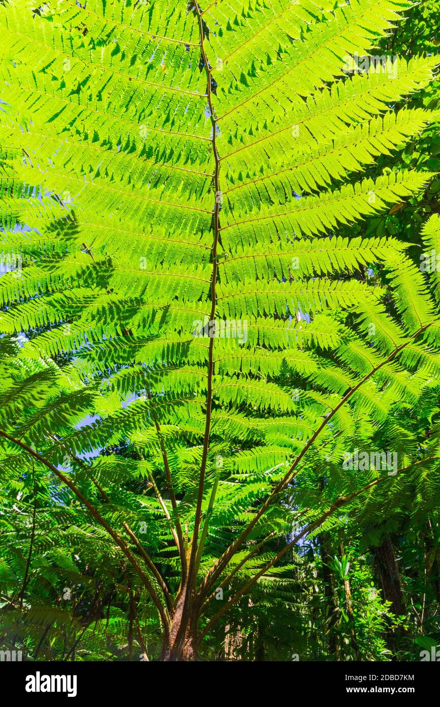 Tropical jungle leaf close up background Stock Photo - Alamy