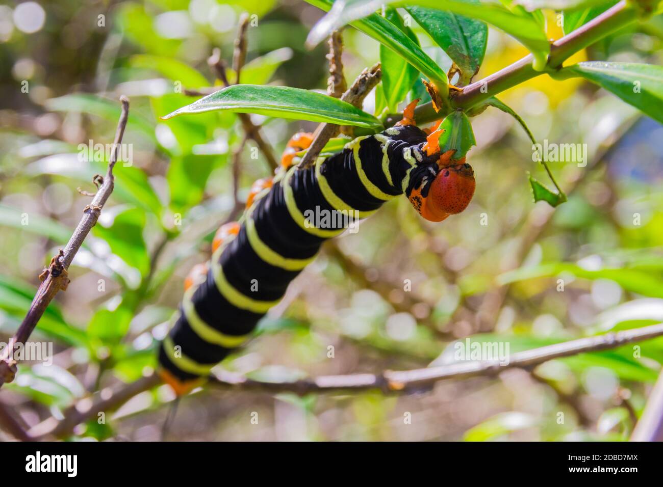 Pseudosphinx tetrio caterpillar closeup, Guadeloupe Stock Photo - Alamy