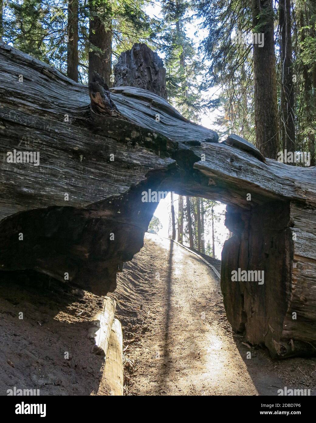 A huge old dead tree lays across a hiking trail in Sequoia national ...