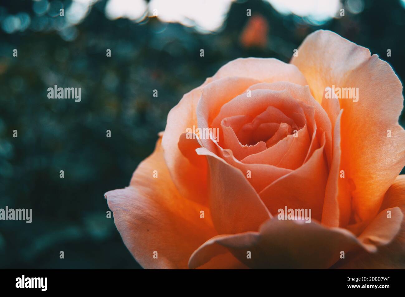 Poetic wallpaper hi-res stock photography and images - Alamy