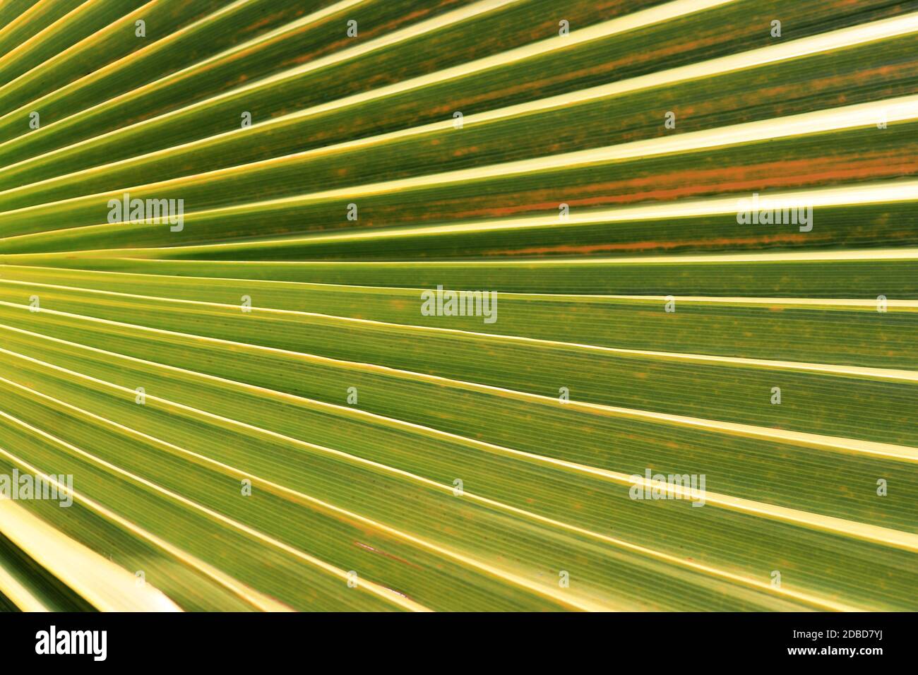 Exotic tree branch background. Palm leaf texture Stock Photo - Alamy