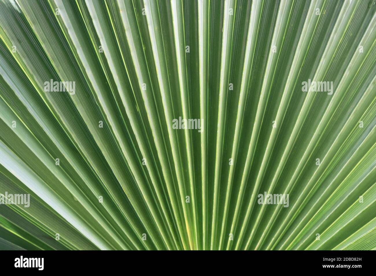 Palm leaf texture. Exotic tree branch background Stock Photo - Alamy