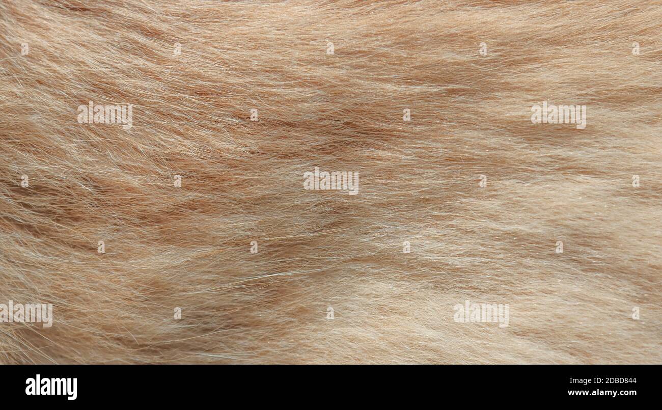 The texture of the hair of a domestic cat Stock Photo - Alamy