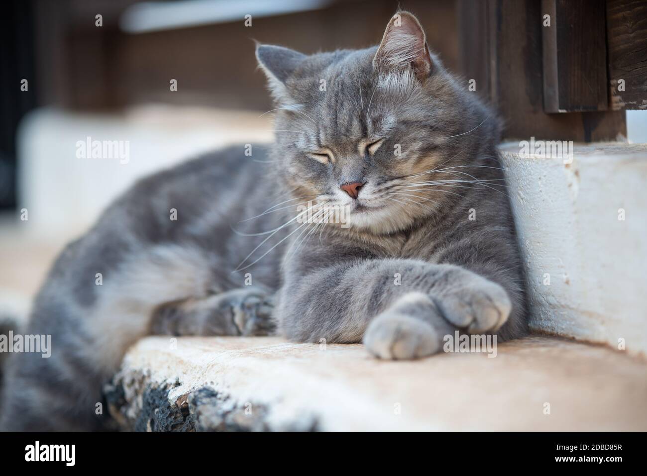 Brindle cat hi-res stock photography and images - Alamy