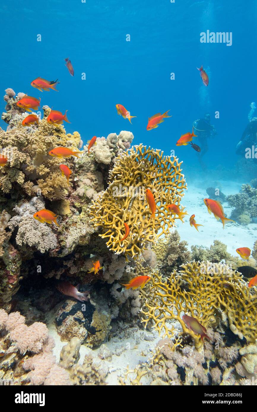 Colorful coral reef at the bottom of tropical sea, yellow fire coral ...