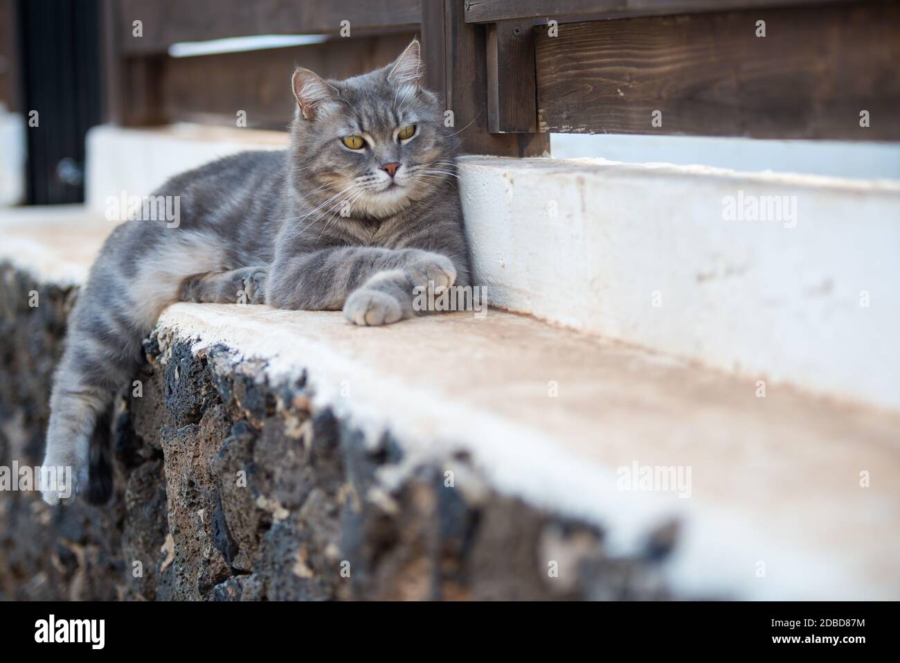 Brindle cat hi-res stock photography and images - Alamy