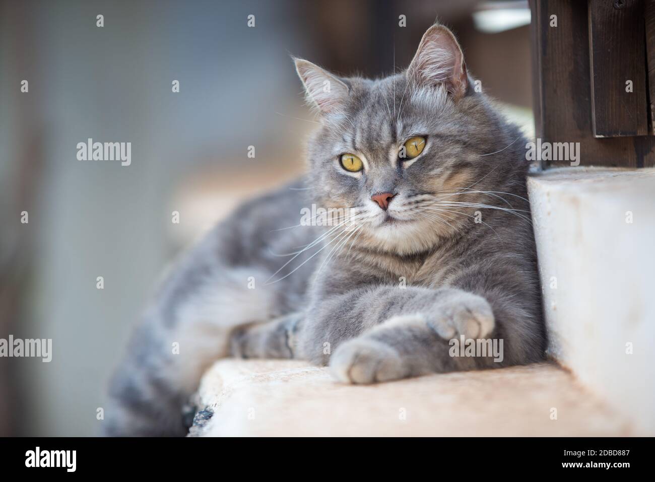 Brindle cat hi-res stock photography and images - Alamy